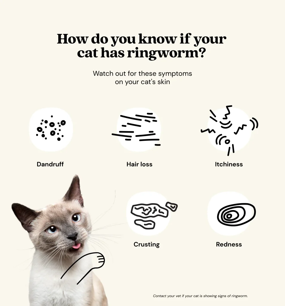 How to Treat Cat Ringworm: Effective Home Remedies - Cats