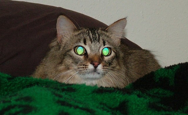 Why are Cats Eyes Reflective: Nature's Night Vision - Cats