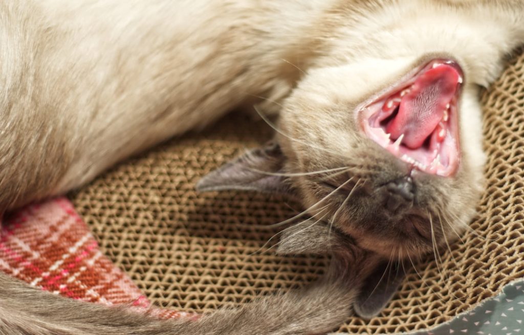 Are Worms Contagious in Cats? Uncover the Truth - Cats