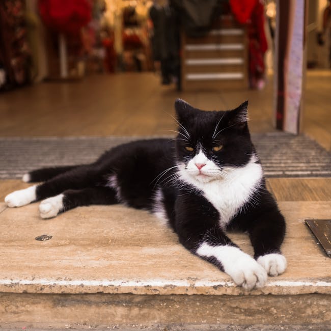 Is There a Jelly Cat Store near Me: Discover Nearby Shops - Cats