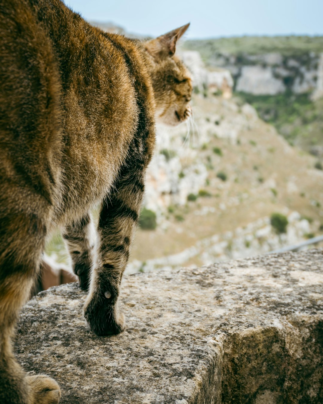 What'S the Largest Cat Breed? Discover the Majestic Giant - Cats