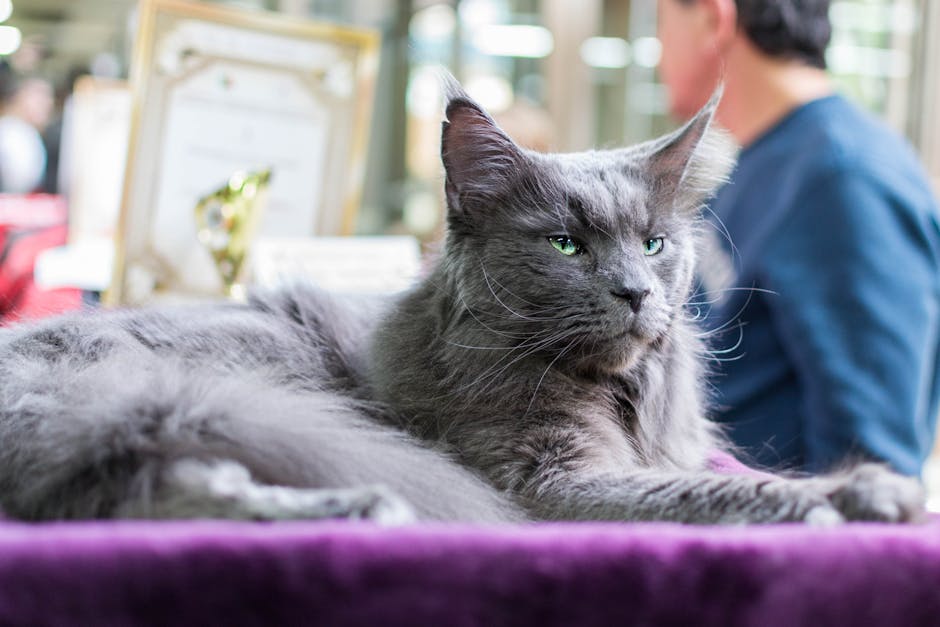 What'S the Largest Domestic Cat Breed: Discover Giants - Cats